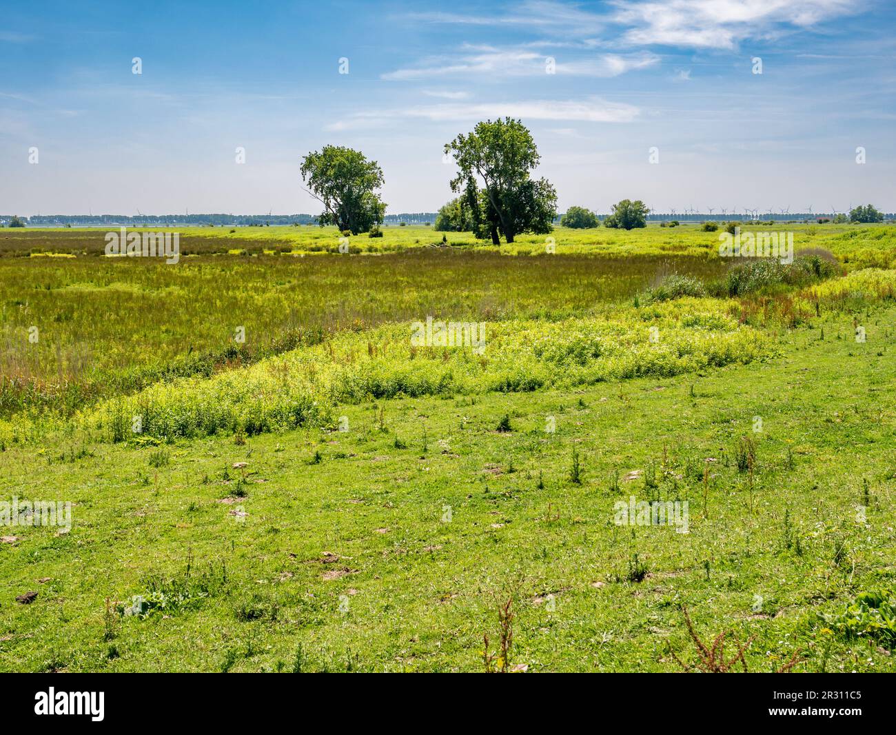 Wetland Blanke Slikken with marshes on Tiengemeten island in ...