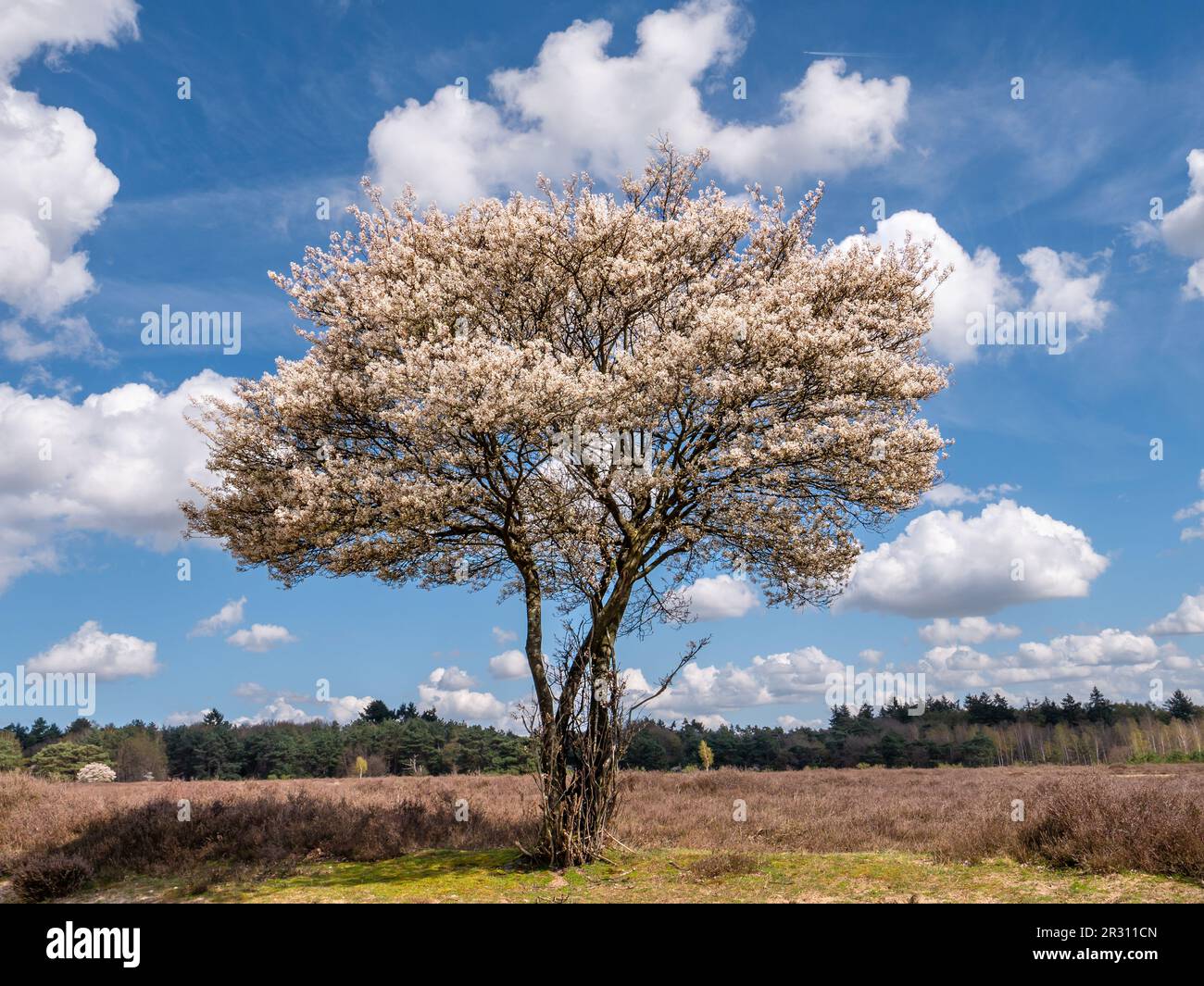 Juneberry or serviceberry tree, Amelanchier lamarkii, in bloom in ...