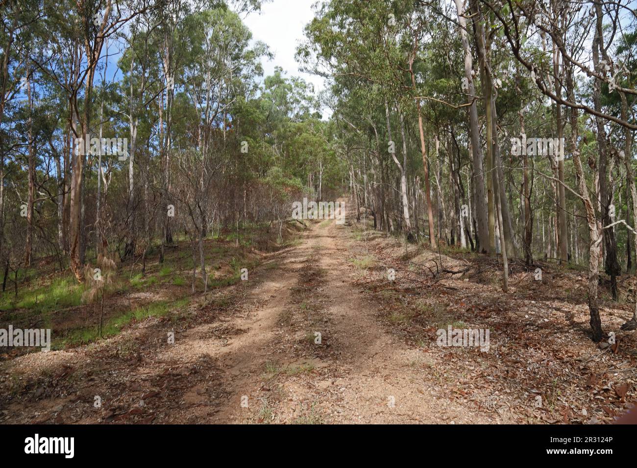 dirt track through Eucalypt forest south-east Queensland, Australia ...