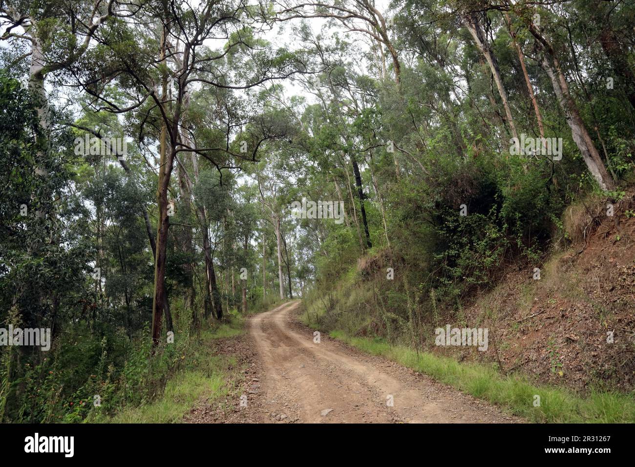 dirt track through Eucalypt forest south-east Queensland, Australia ...