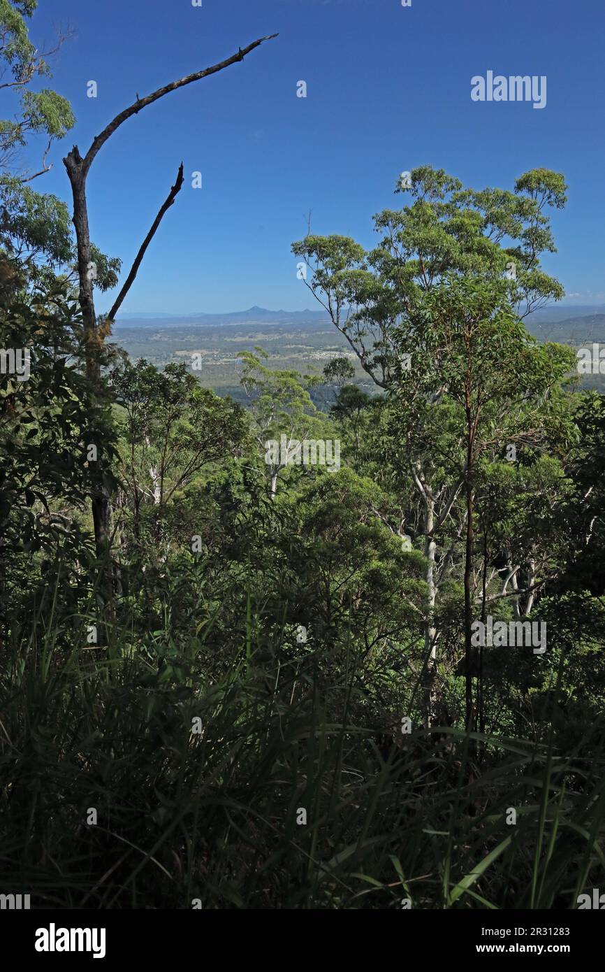view over forest from top of mountain Tamborine Mountain National Park ...