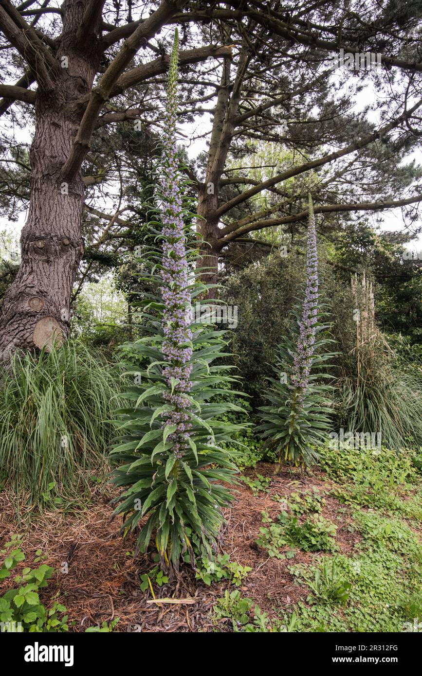 The botanic gardens at samares manor hi-res stock photography and ...
