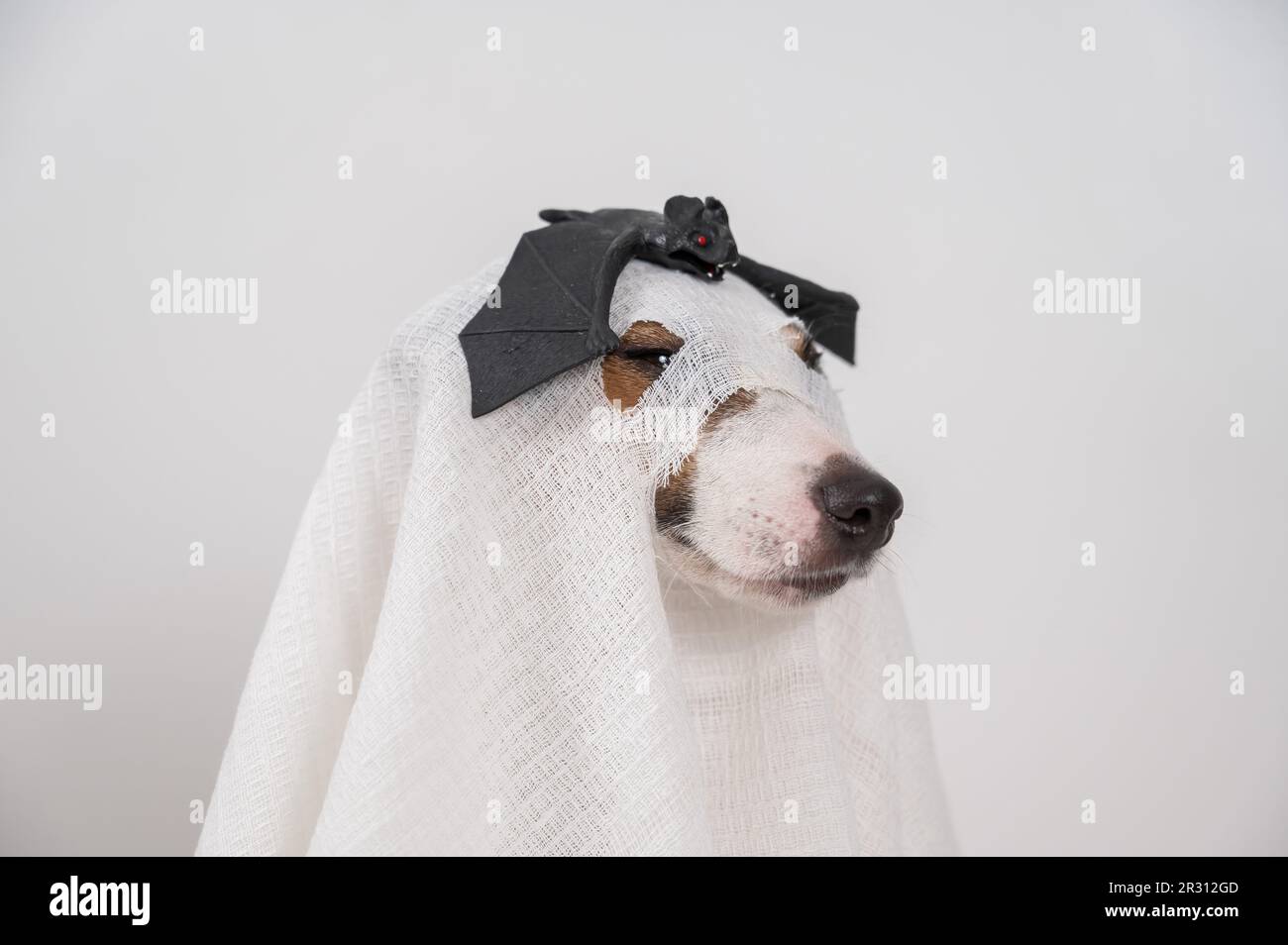Dog Jack Russell Terrier in a ghost costume with a bat on his head on a ...