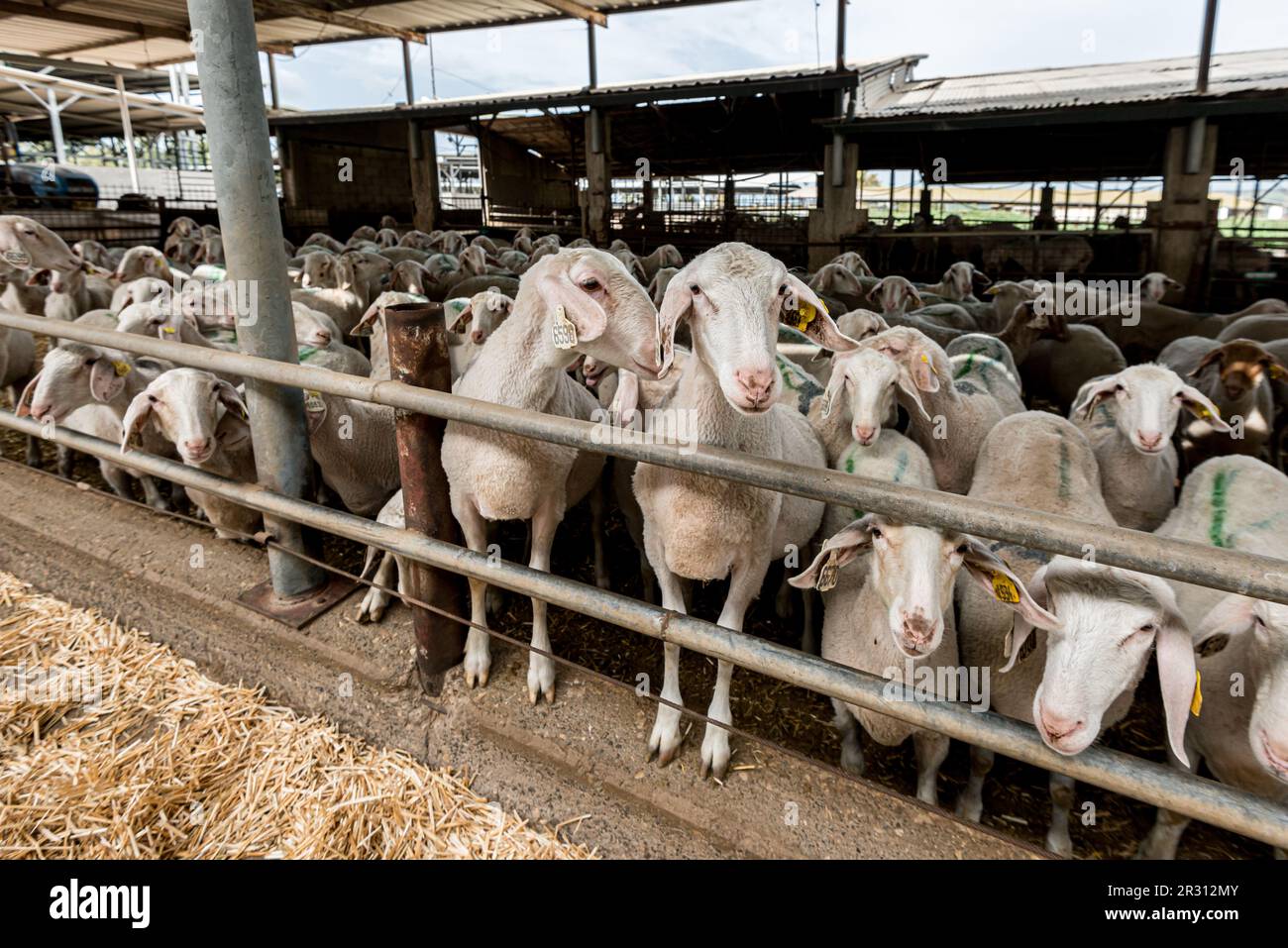 In the world of dairy farming, a bustling harmony thrives between sheep ...