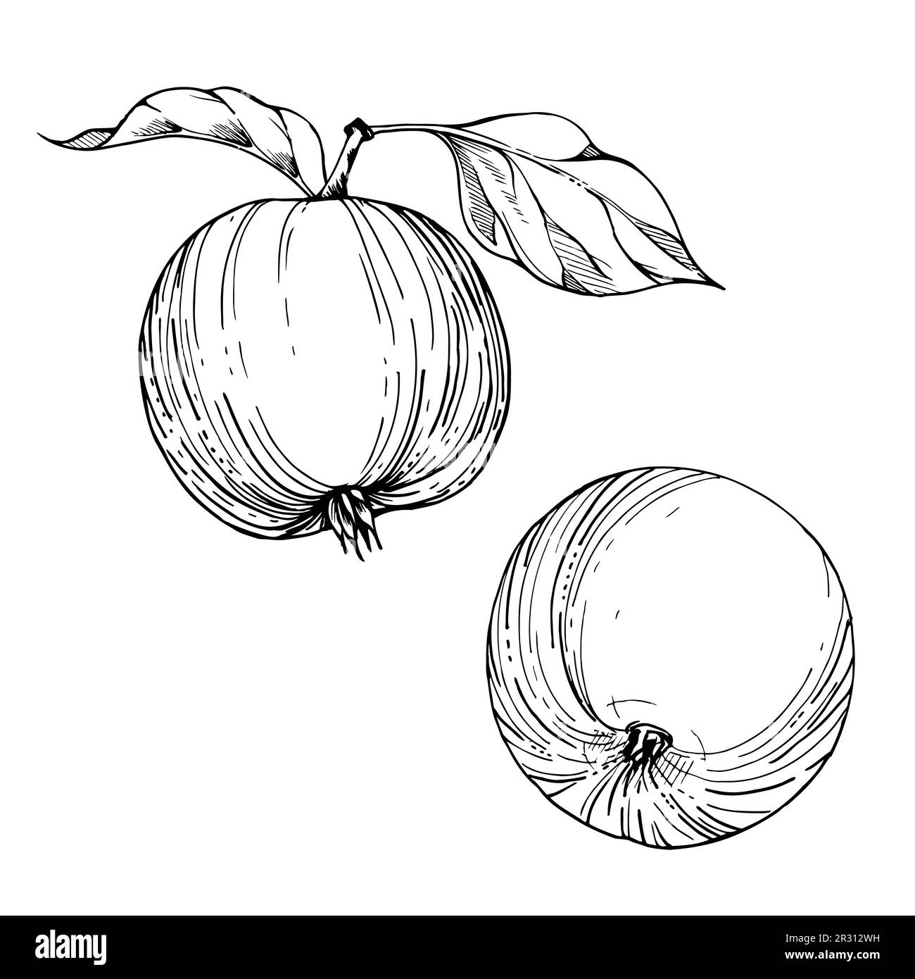 Hand drawn ink composition with ripe apple fruit, full with leaves ...