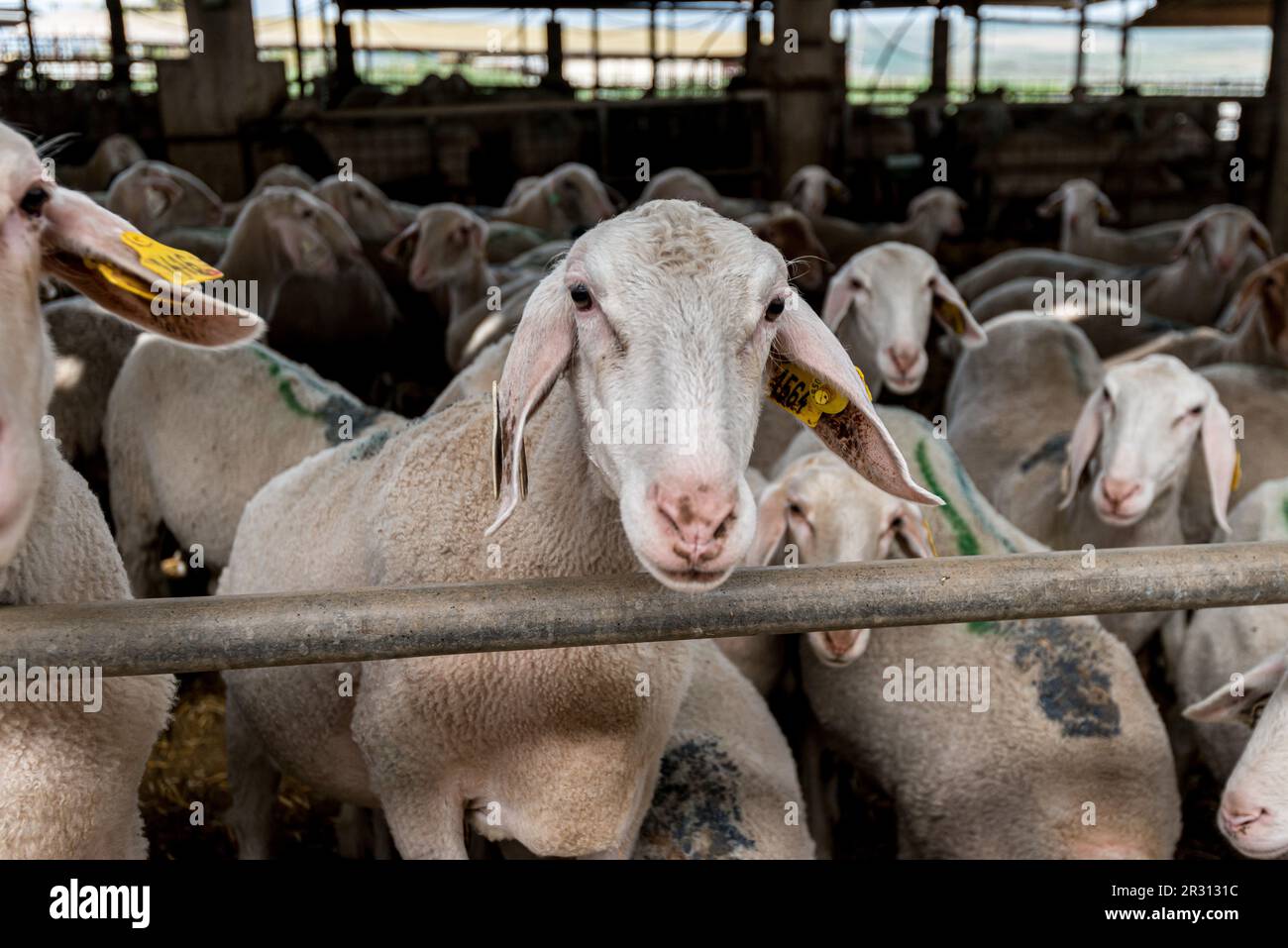 In the world of dairy farming, a bustling harmony thrives between sheep ...