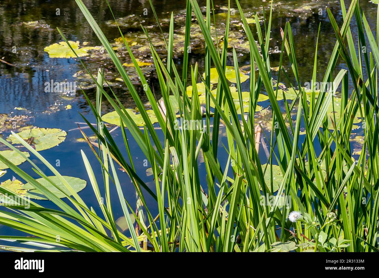 Reed lily pads hi-res stock photography and images - Alamy