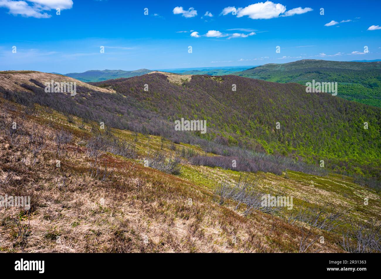Wielka rawka hi-res stock photography and images - Alamy