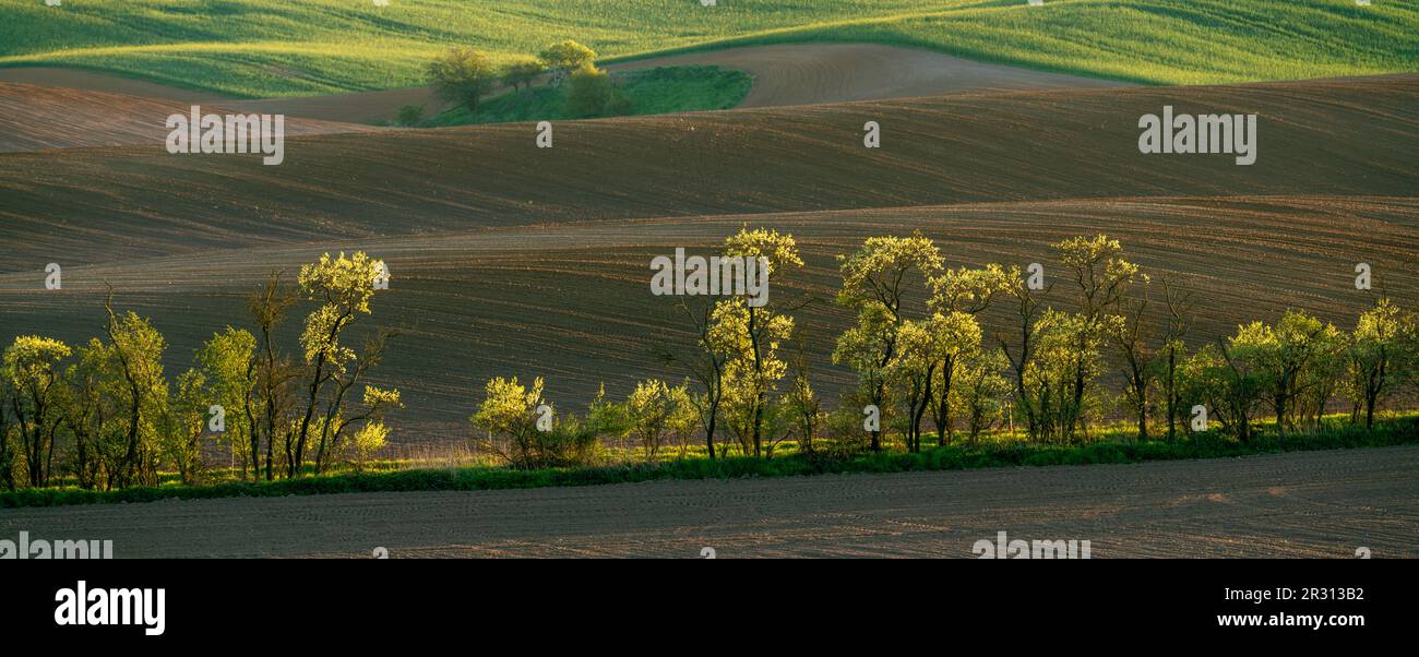 Panoramic view of green,organic farmland dotted with spit of land ...