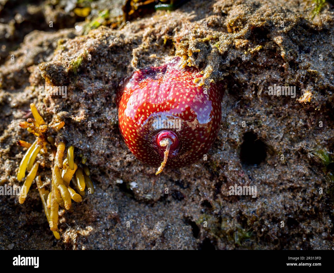 strawberry anemone (Actinia fragacea) on a rock during low tide Stock ...