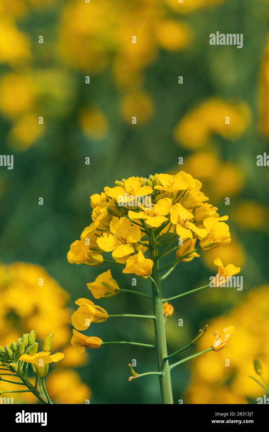 Closeup of blooming canola crop flower head in spring, agriculture and ...