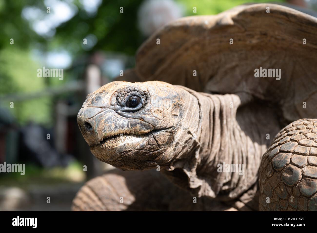 Dresden, Germany. 22nd May, 2023. An Aldabra giant tortoise stands on ...