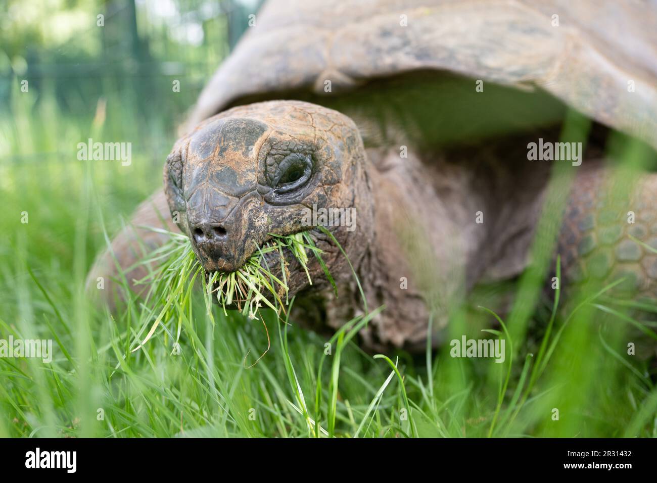 Dresden, Germany. 22nd May, 2023. An Aldabra giant tortoise eats grass ...