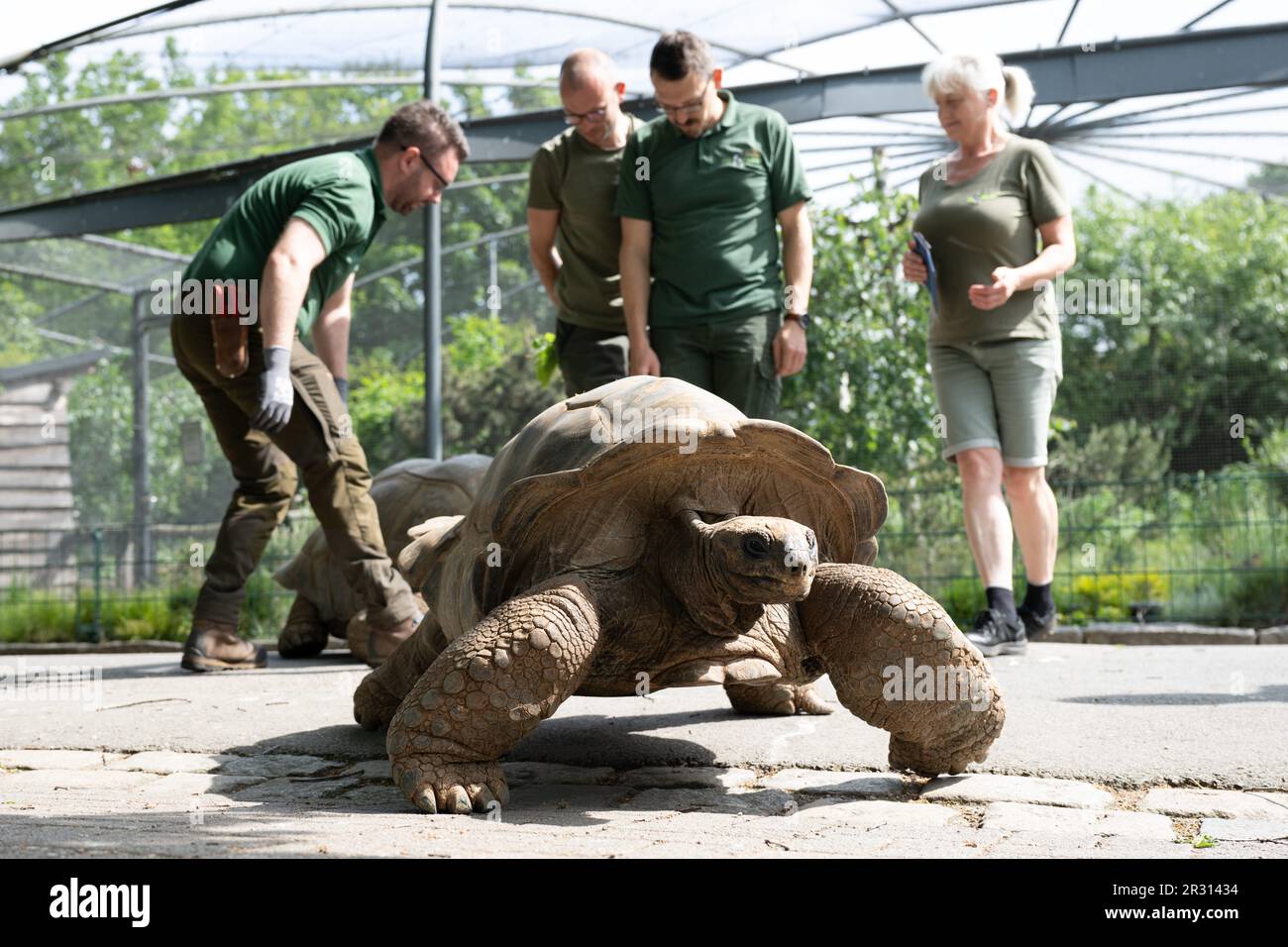 Tortoise stands hi-res stock photography and images - Alamy