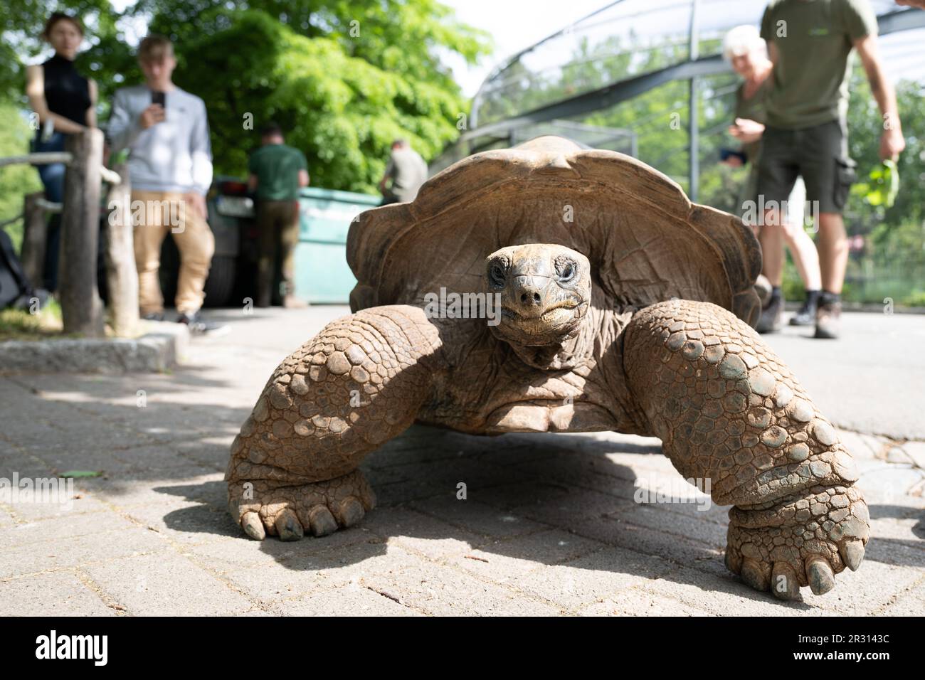 Dresden, Germany. 22nd May, 2023. An Aldabra giant tortoise stands on ...