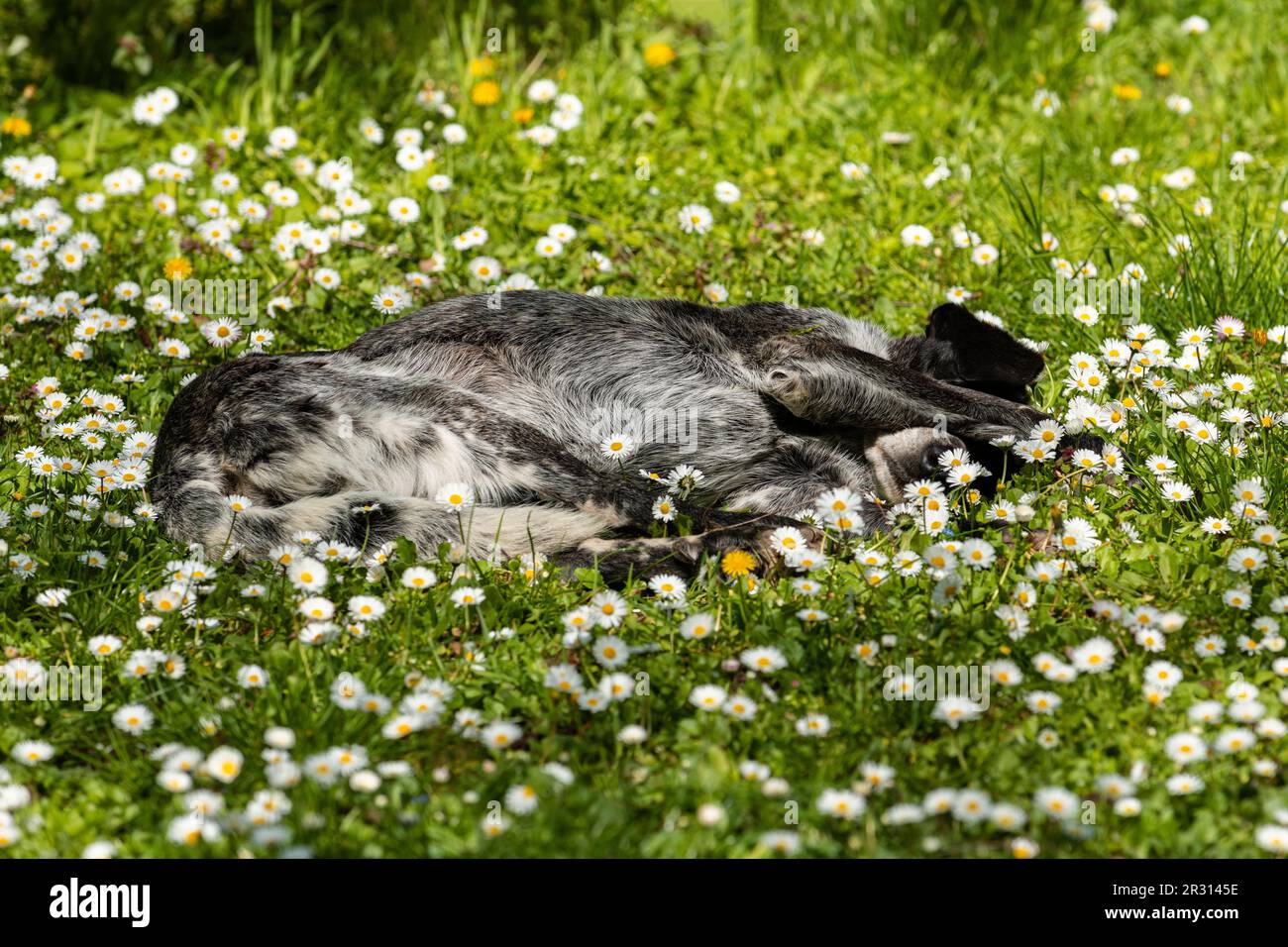 Old stray dog sleeping in public park on bed of blooming daisy ...