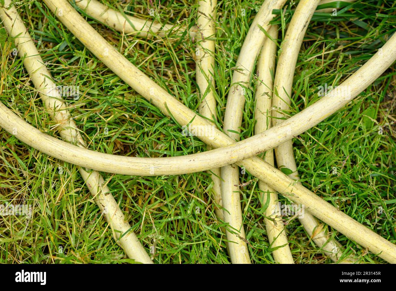 Top view of garden hose on back yard lawn grass in spring Stock Photo ...