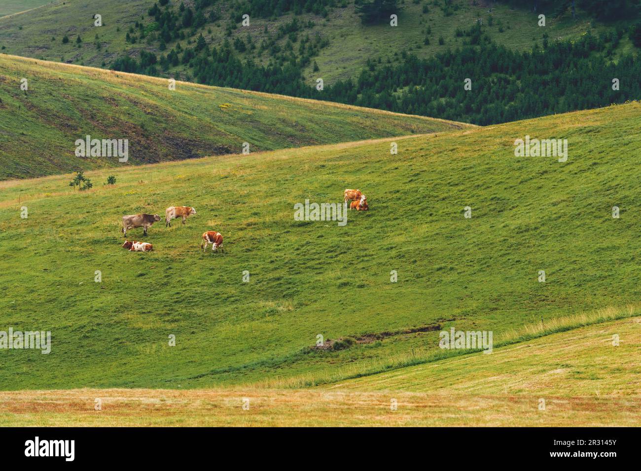 Free range cows grazing on green pasture land, Dairy farm livestock ...