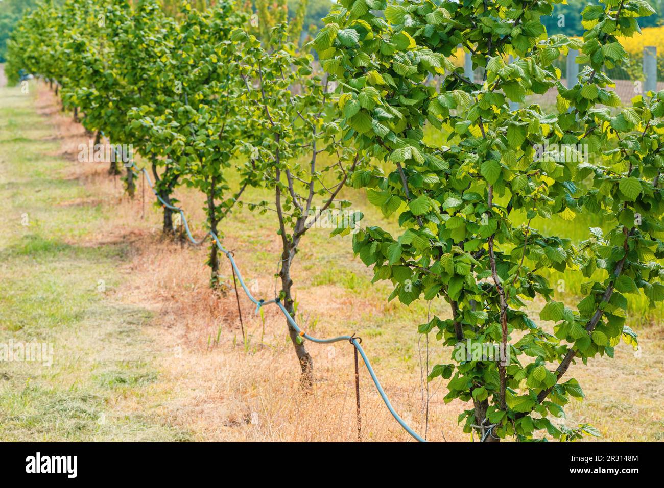 Hazelnut orchard in spring hi-res stock photography and images - Alamy