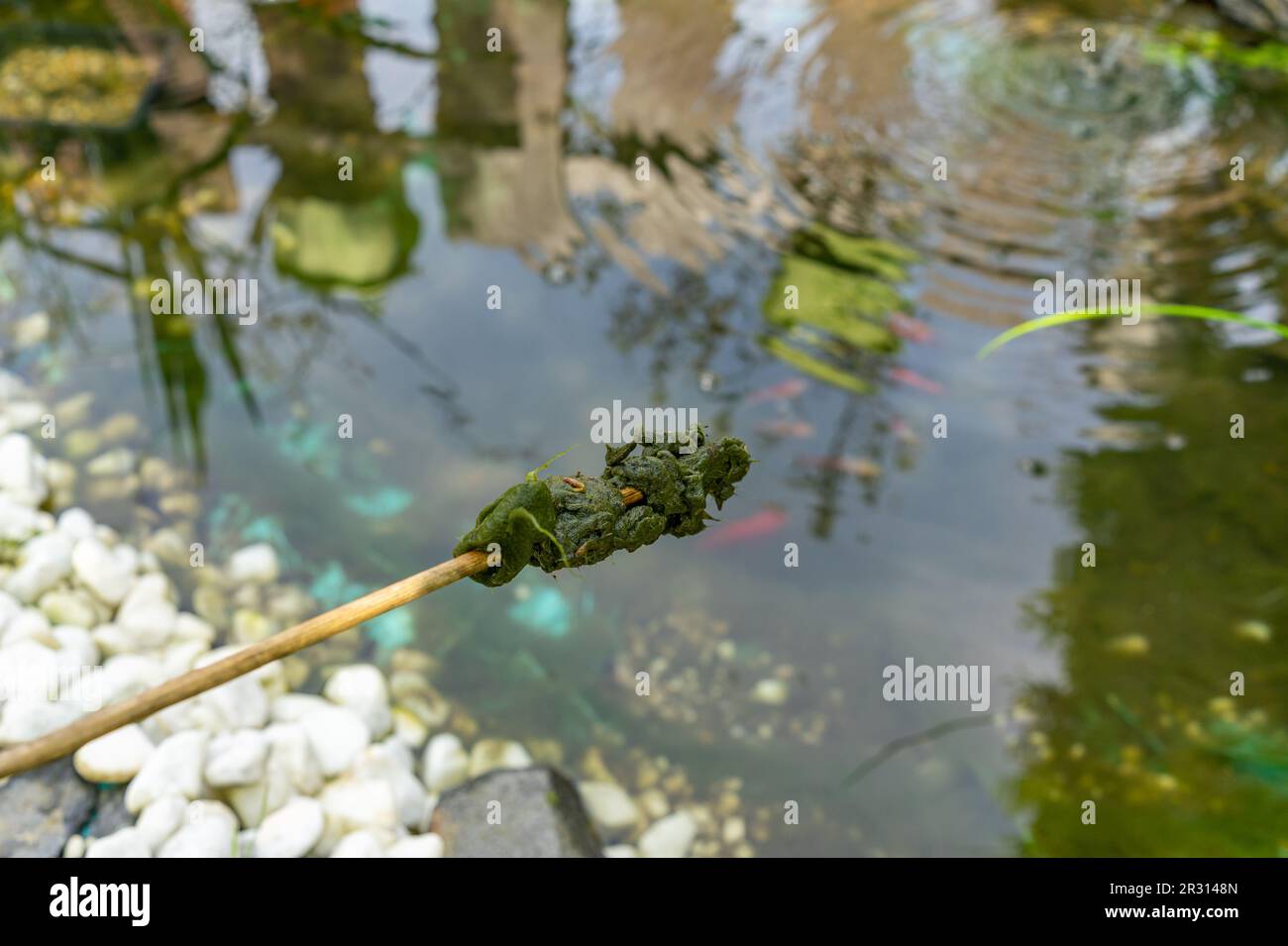 Thread algae plague in the garden pond Stock Photo - Alamy