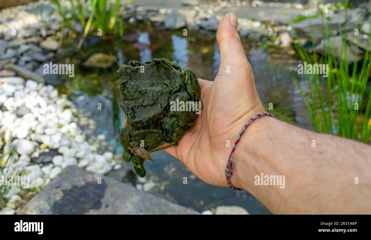 Filamentous algae infestation hi-res stock photography and images - Alamy