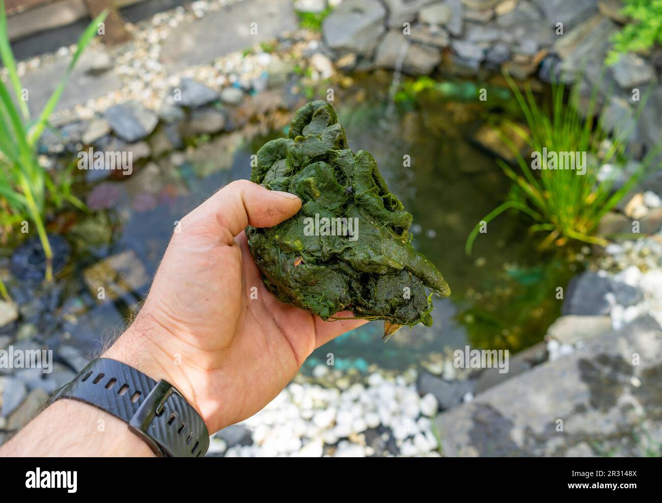 Algae thread hi-res stock photography and images - Alamy