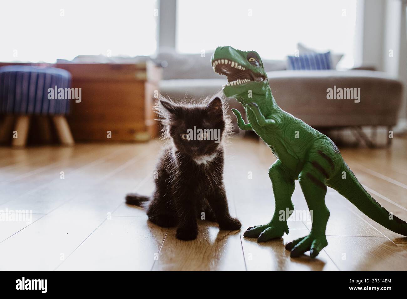 black kitten looks scared and alarmed beside green t-rex dinosaur toy ...