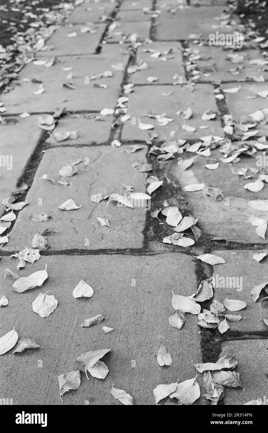 Fallen leaf black white hi-res stock photography and images - Alamy