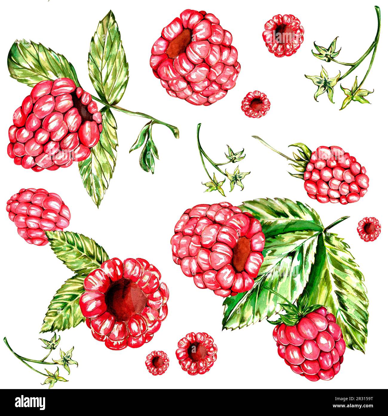 a set of watercolor elements. juicy raspberries with leaves. for ...
