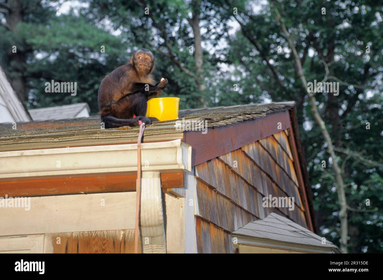 Helping hands monkey hi-res stock photography and images - Alamy