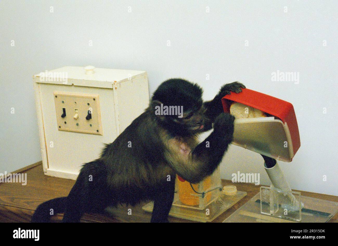 Helping hands monkey hi-res stock photography and images - Alamy