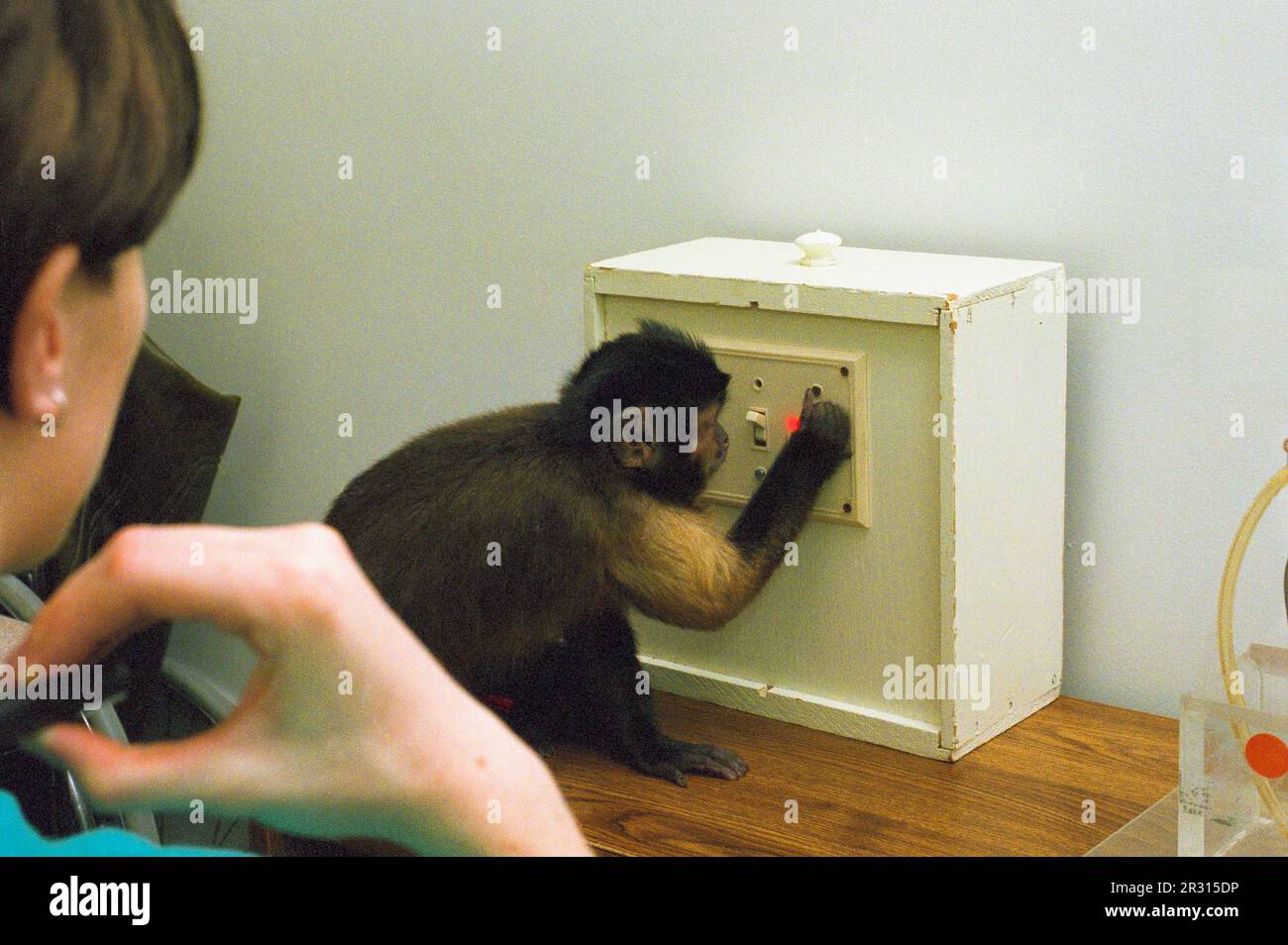 Helping hands monkey hi-res stock photography and images - Alamy