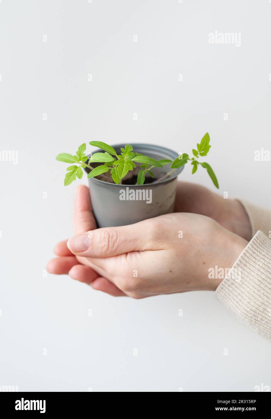 We grow tomato seedlings at home. A female hand holds a tomato sprout ...