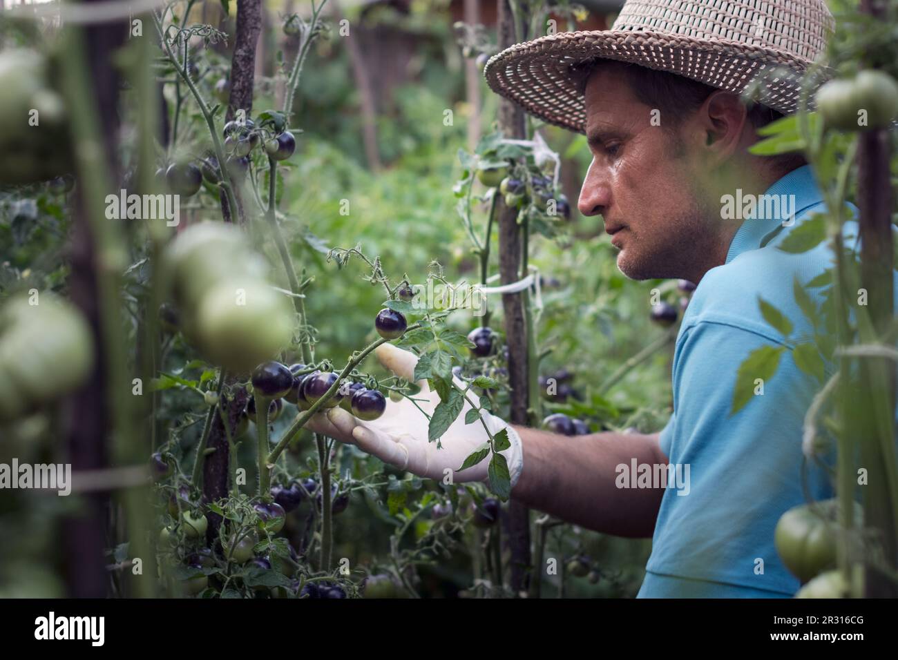 Adult man carefully observes the black tomatoes grown in the gar Stock ...