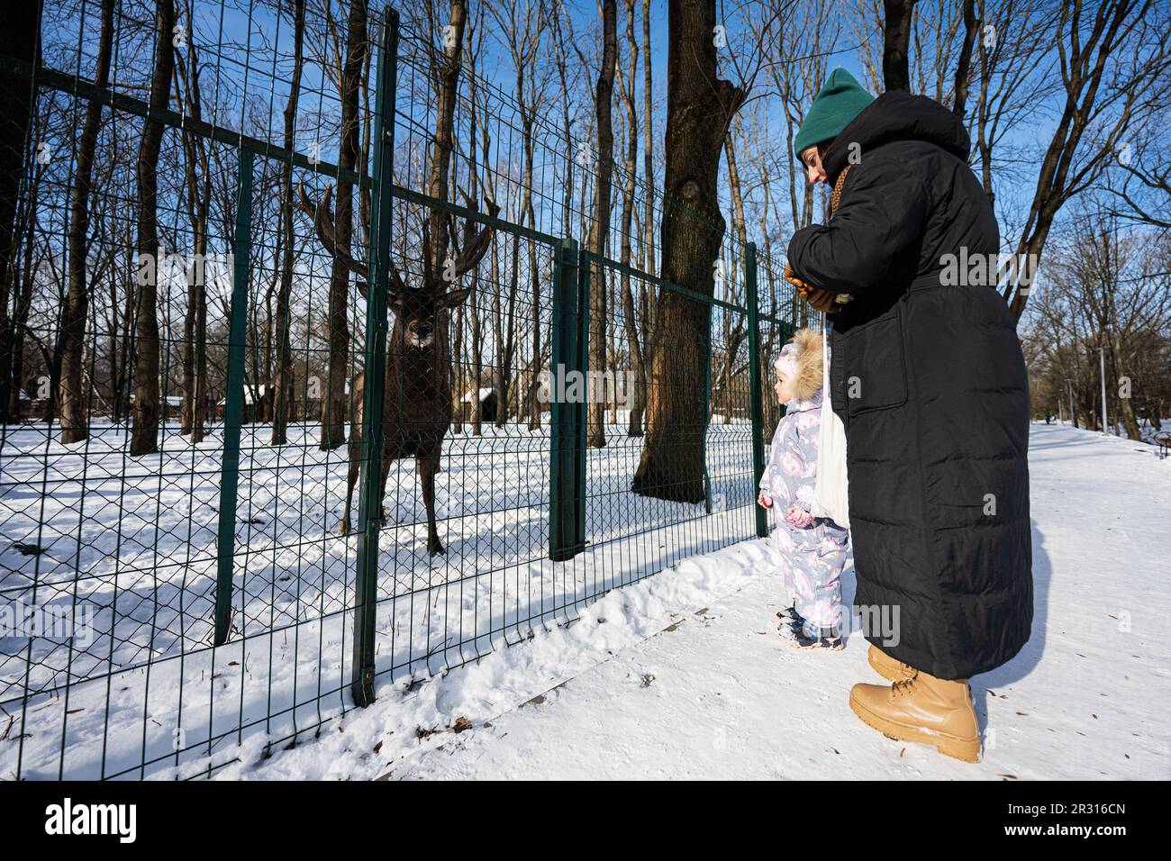 Mother and child on a sunny frosty winter day in the park feeding a ...