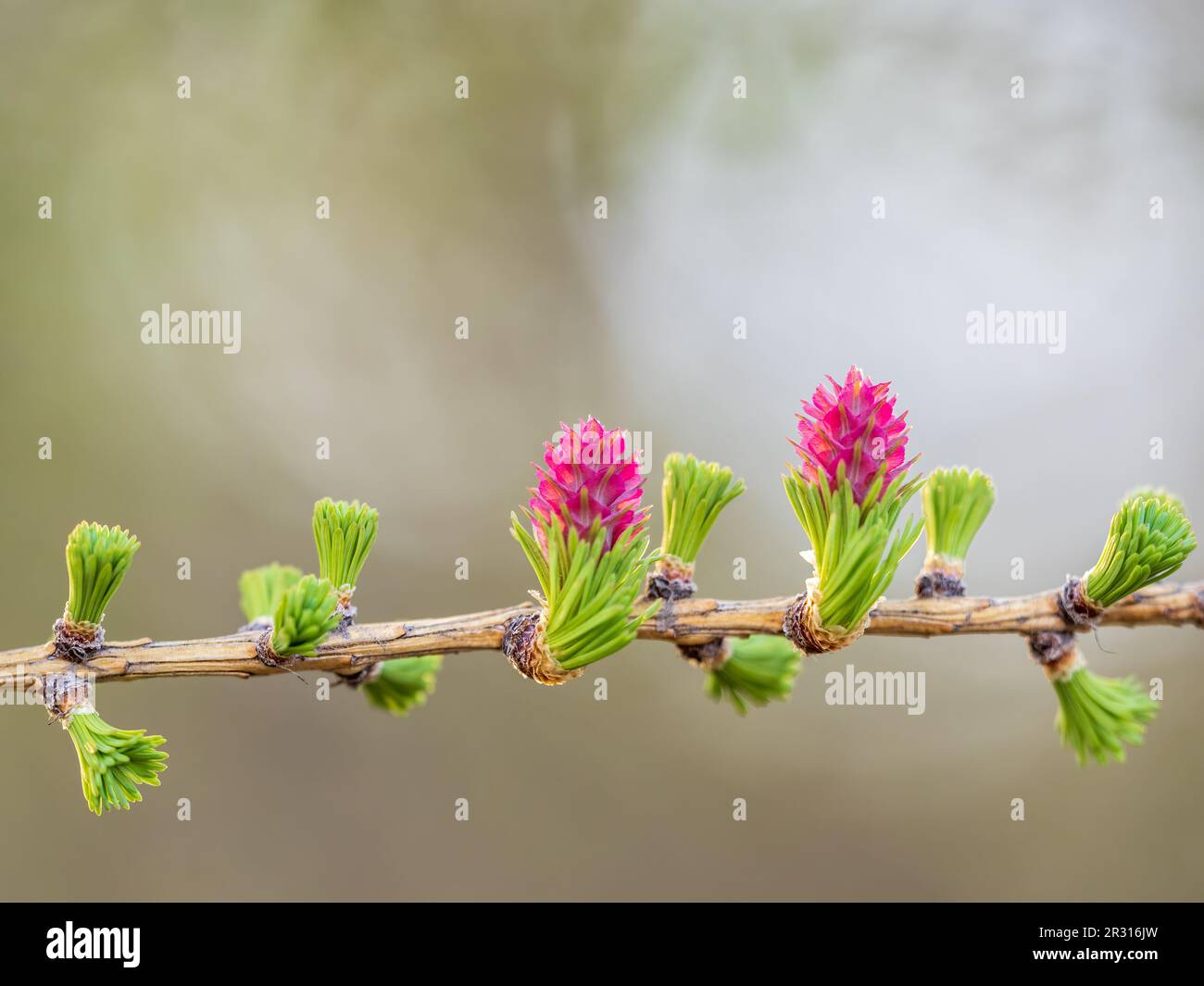 Larch tree fresh pink cones blossom at spring on nature background ...