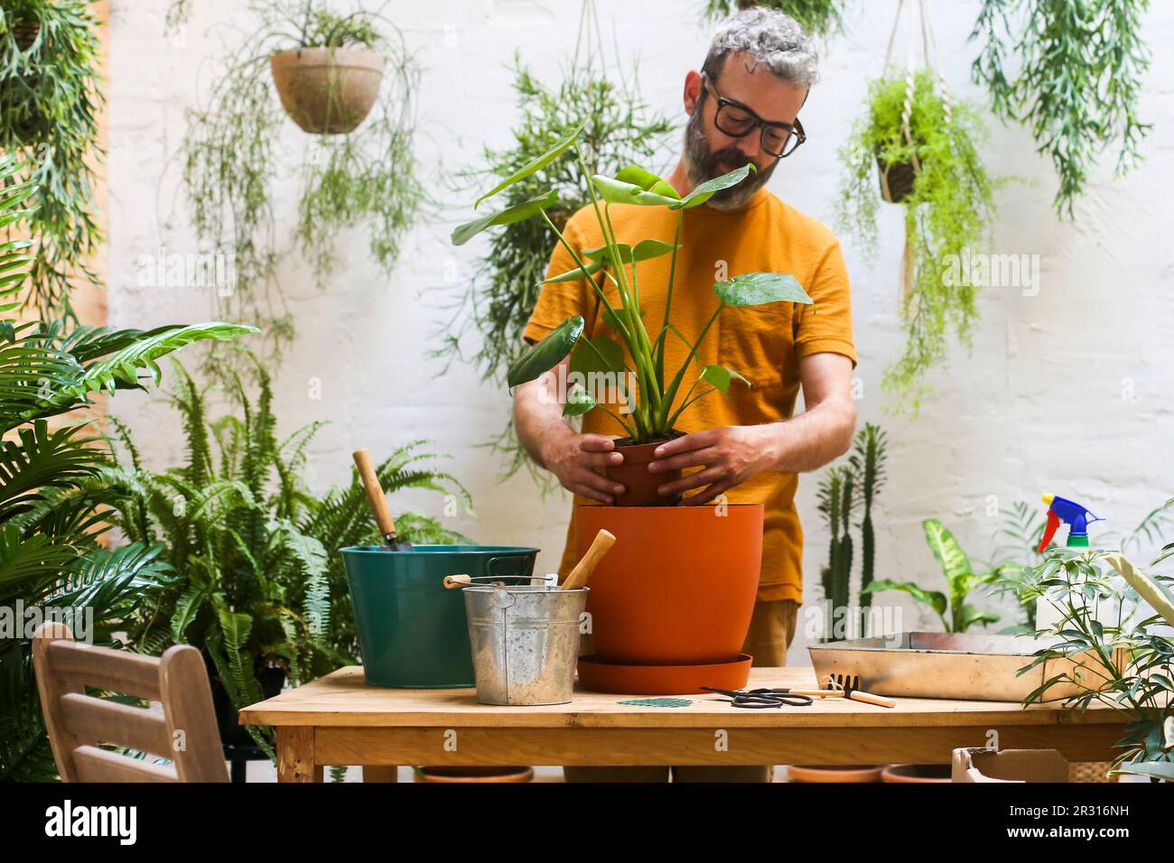 Man repotting green plant on his terrace. Monstera Deliciosa plant ...