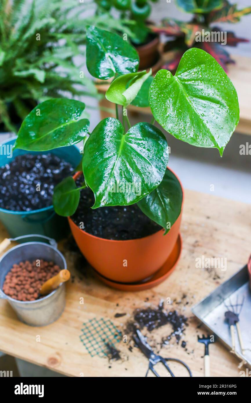 Monstera deliciosa table hi-res stock photography and images - Alamy