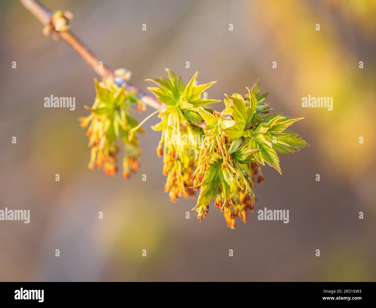 Fresh maple leaves with flowers and seeds. Spring branches of maple ...