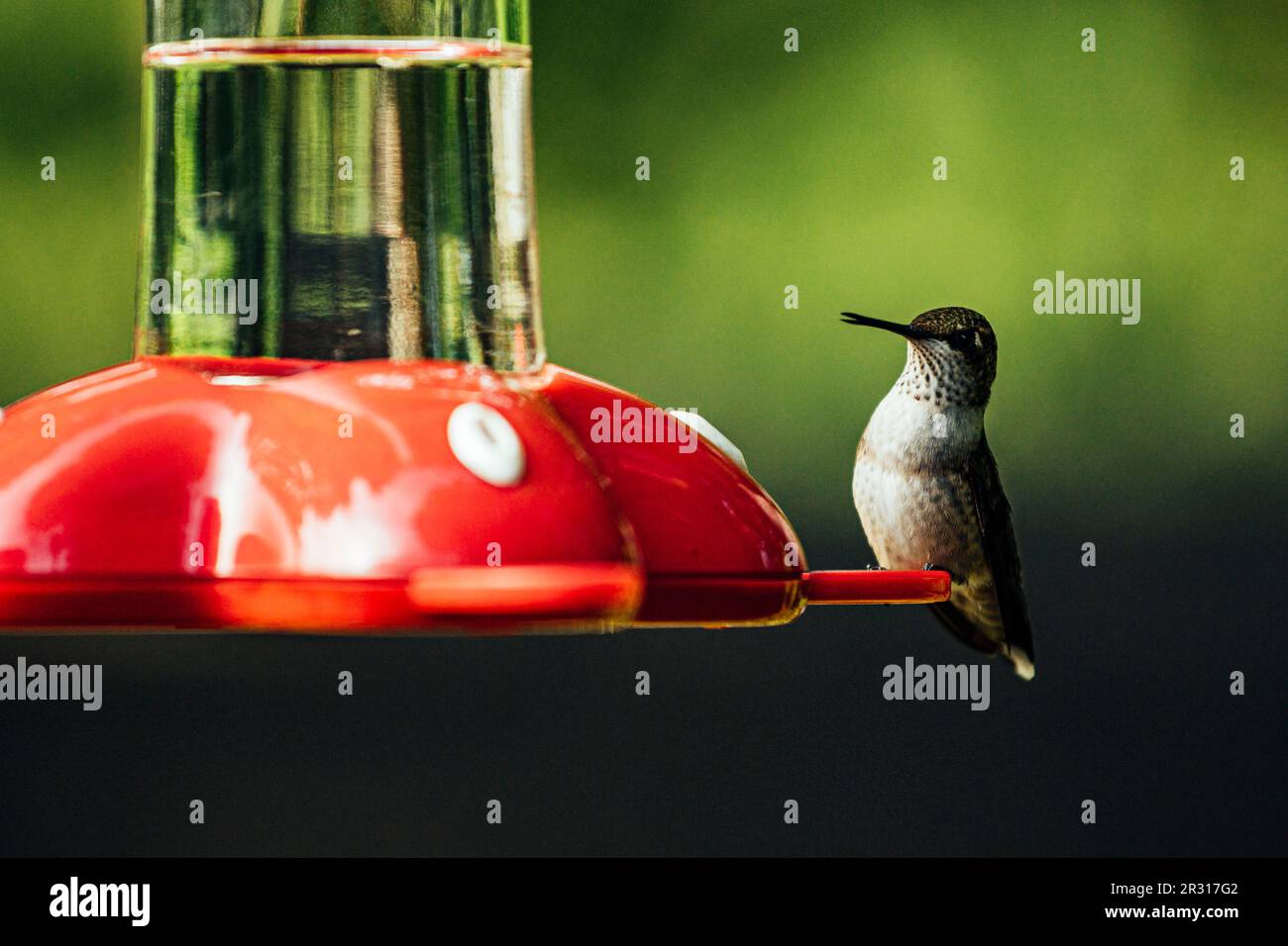 Hummingbird hummingbird little hi-res stock photography and images - Alamy