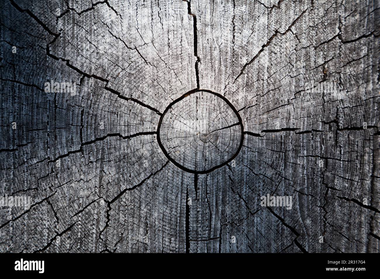 Cut wood log with cracks and tree rings Stock Photo - Alamy