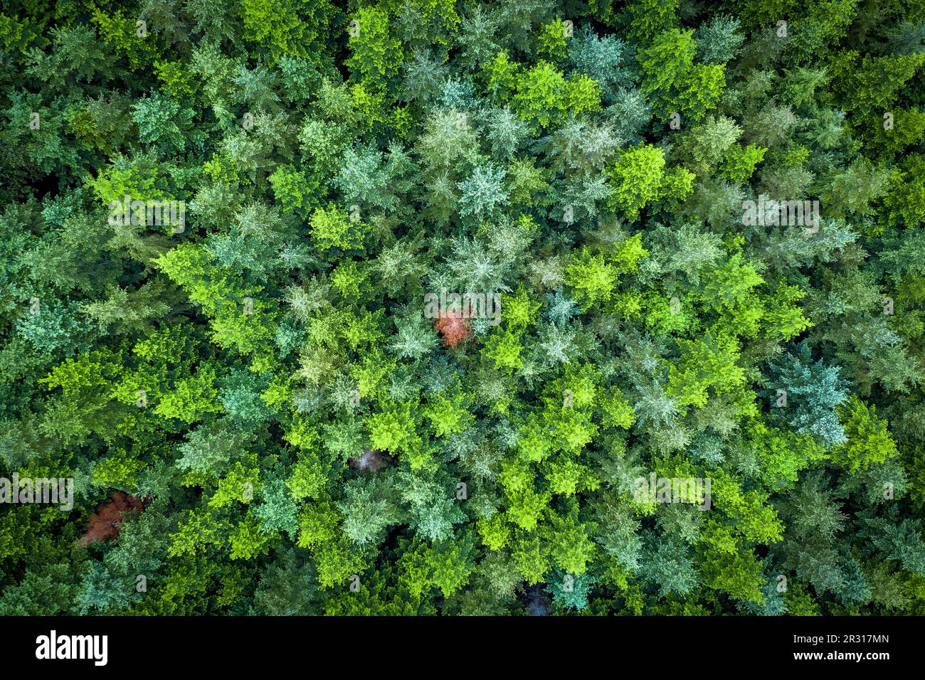 Green pine forest from above, Vancouver Island, Canada Stock Photo - Alamy