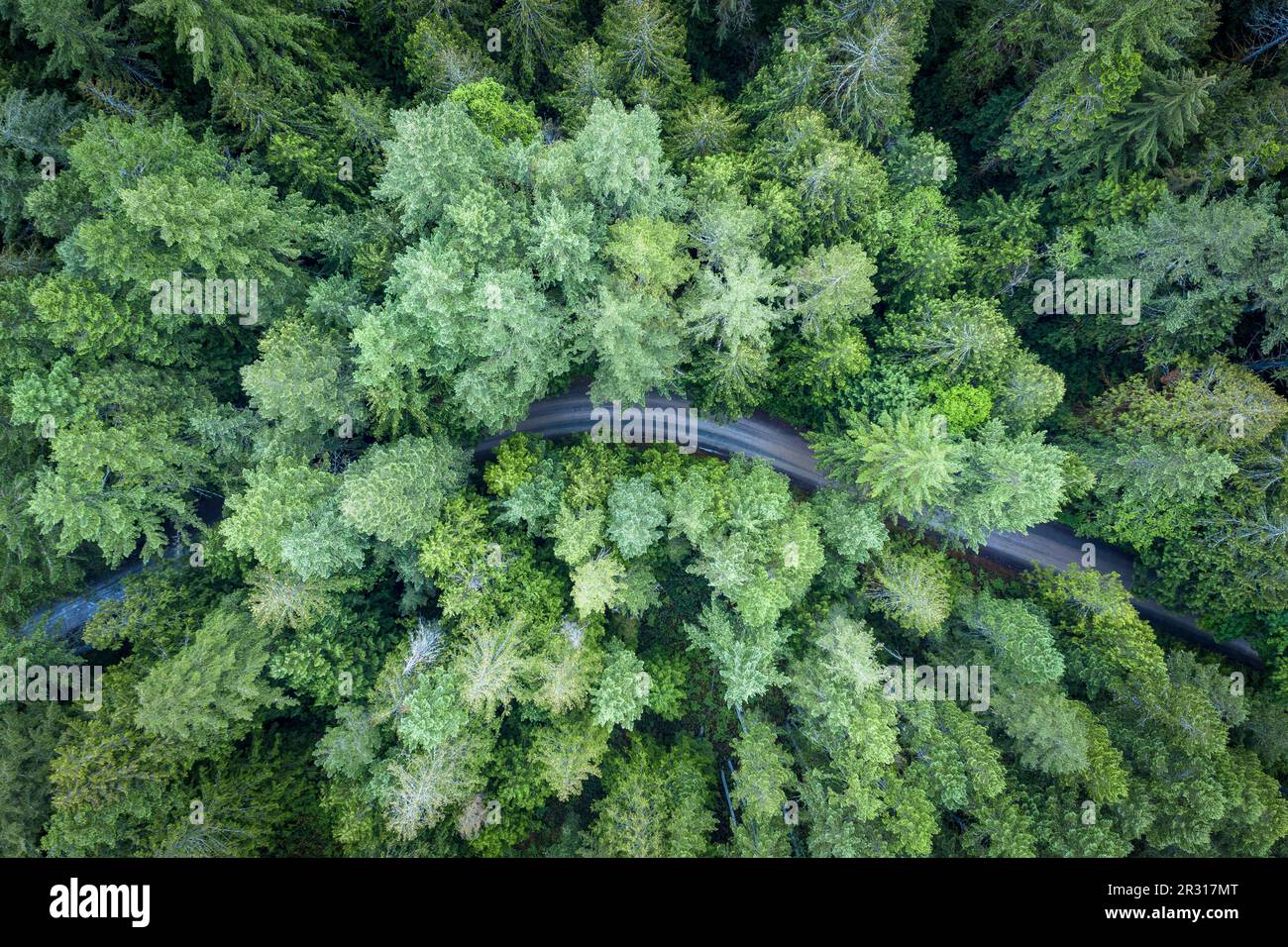 Pine forest and a road from above at Vancouver Island, Canada Stock ...