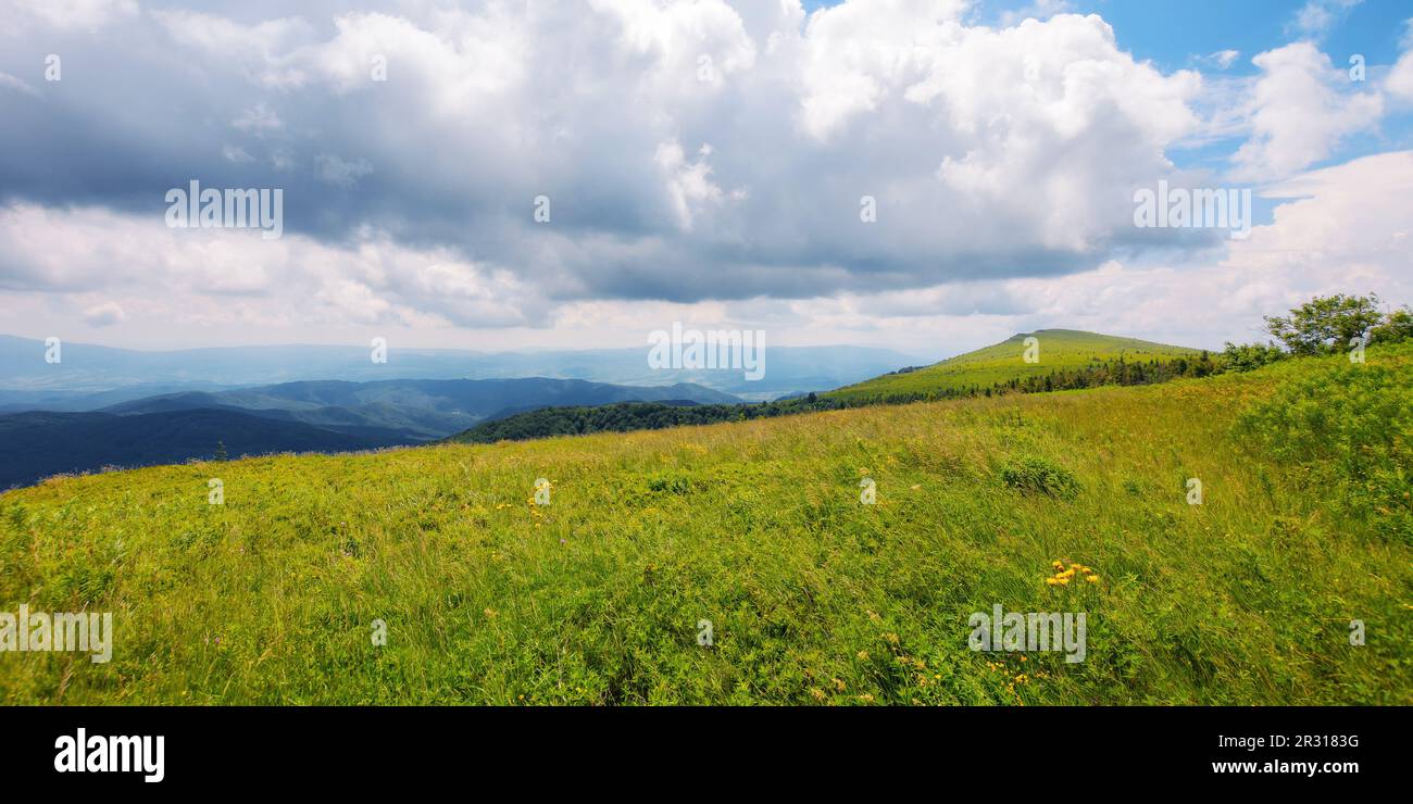 grassy meadows on the hills of ukrainian highlands. wilderness of ...