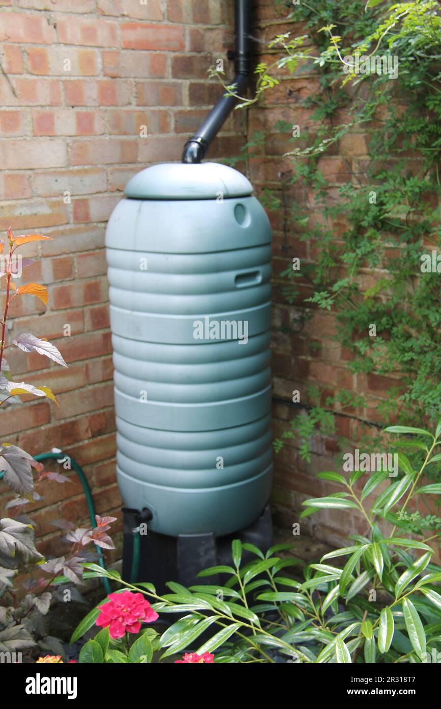 A Rainfall Water Butt in the Corner of a Small Garden Stock Photo - Alamy
