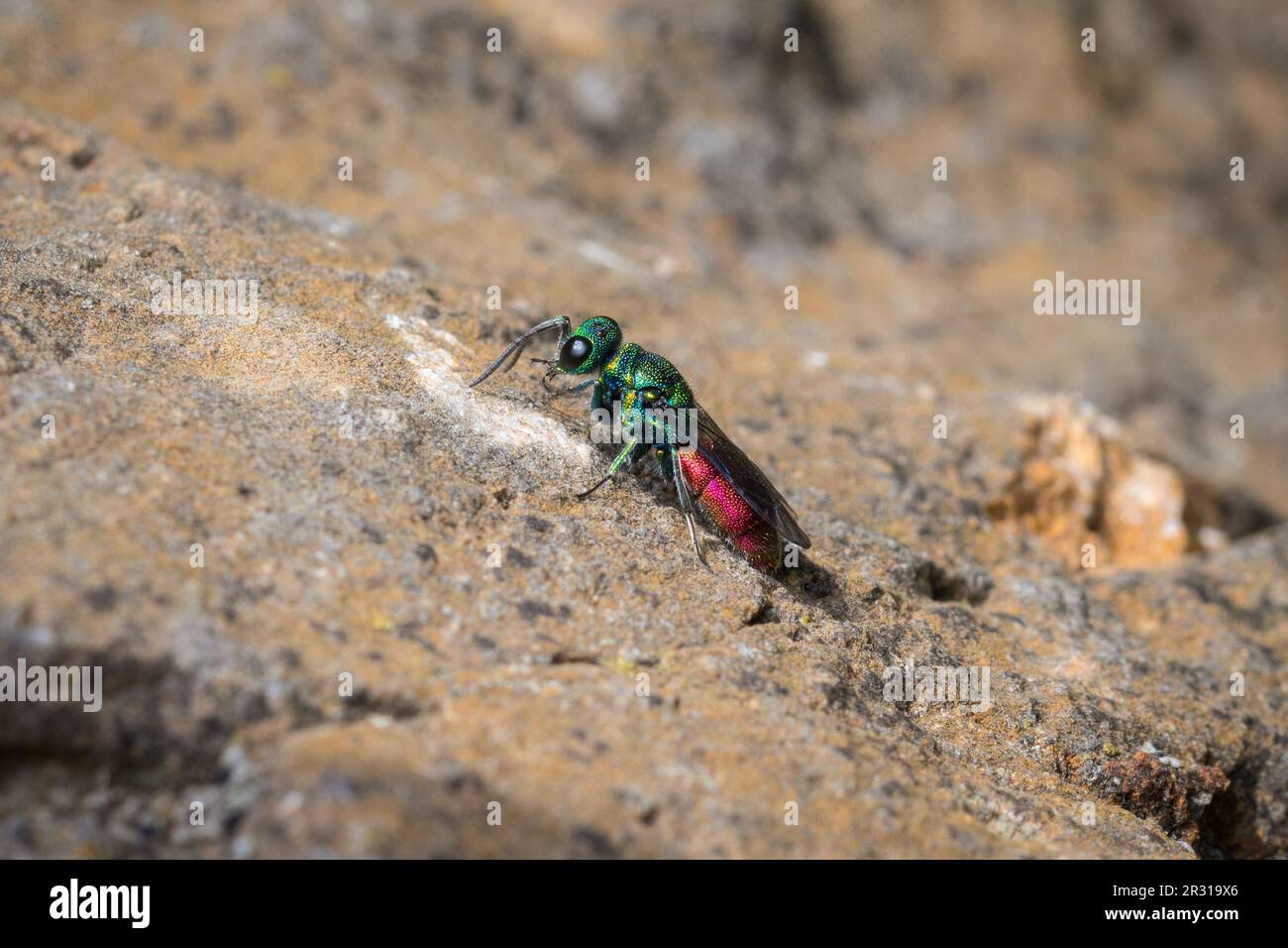 A stunningly colourful ruby tailed wasp (Chrysis sp) resting on a ...