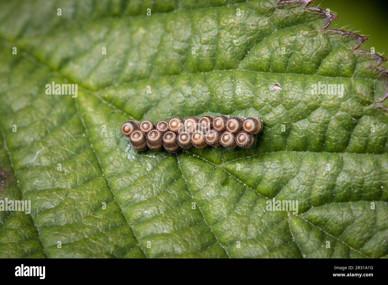 A neat clutch of shieldbug eggs. Taken at Tunstall Hills nature reserve ...