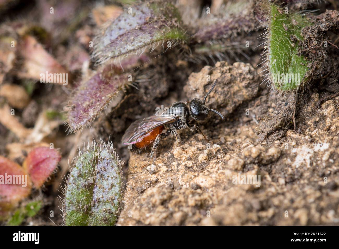 Parasitic bee hi-res stock photography and images - Alamy