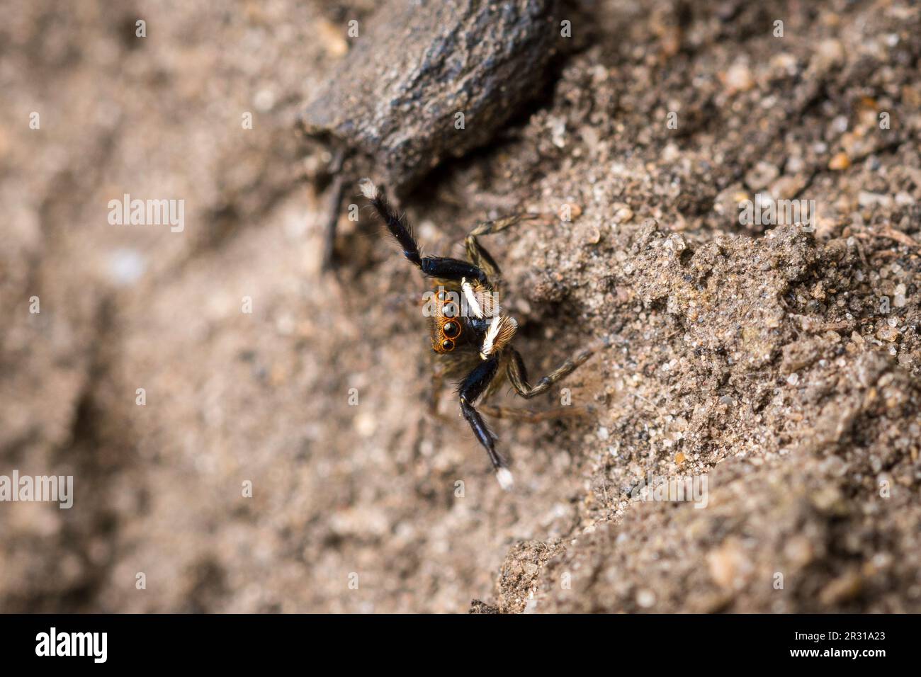 Spider signals hi-res stock photography and images - Alamy