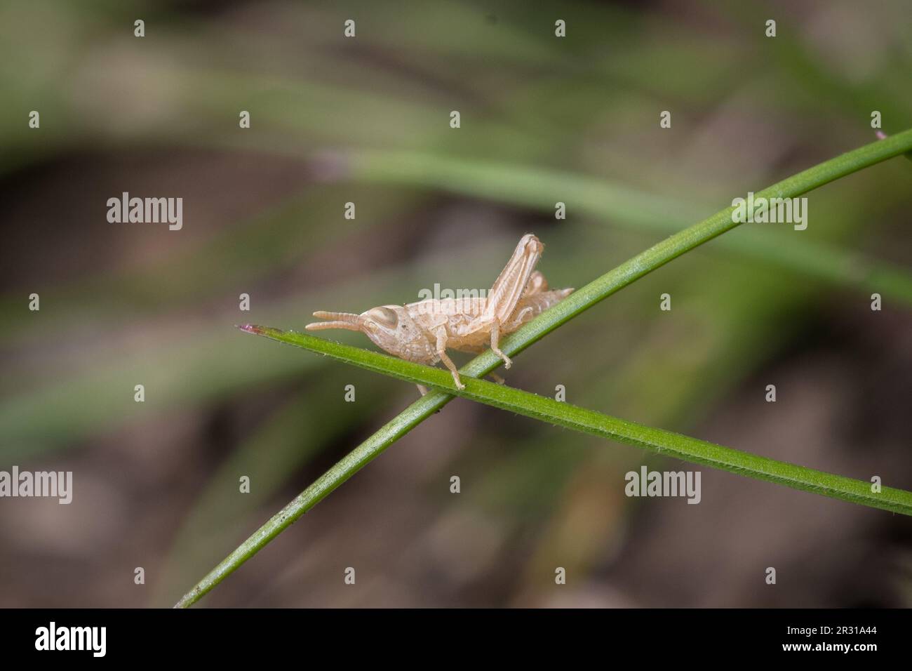 A tiny grasshopper nymph resting on a blade of grass. Taken at Tunstall ...